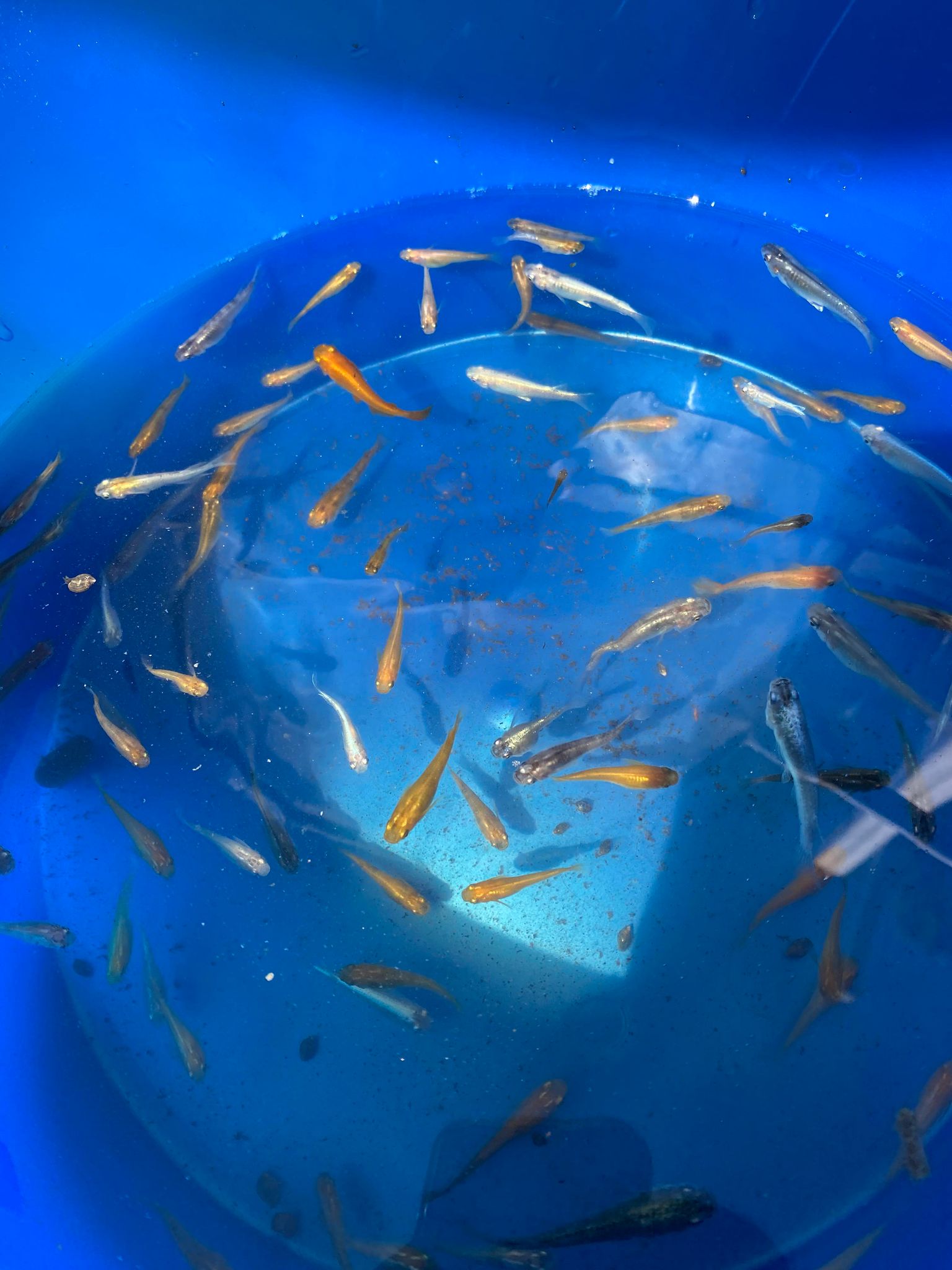 Medaka Rice Fish – Midori Fish Farm