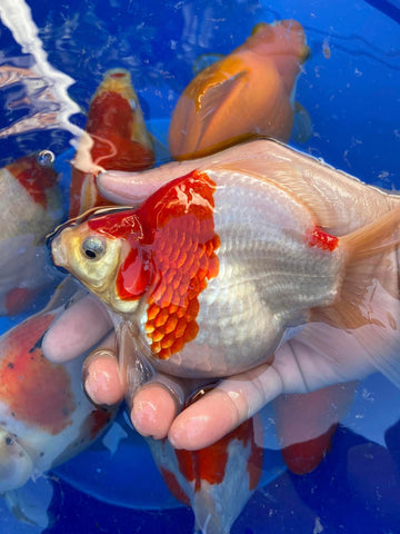 Tam – Midori Fish Farm