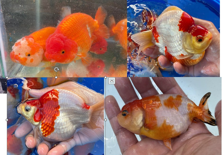 Goldfish – Midori Fish Farm